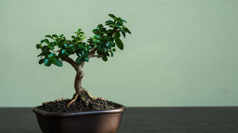 Where to place a bonsai tree to bring balance and abundance to your home