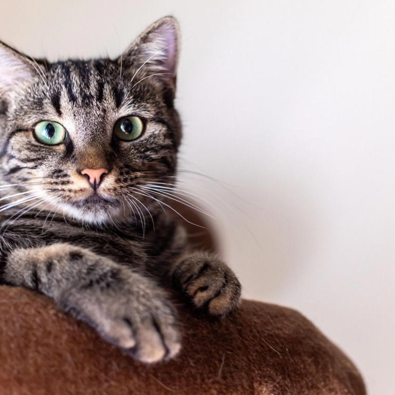 How High Can Your Cats IQ Really Be? What Experts Say About Feline ...