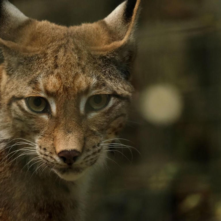 How High Can Your Cats IQ Really Be? What Experts Say About Feline ...