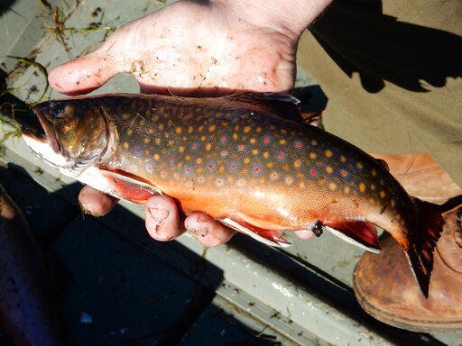 Without acid rain, New York’s state fish thrives in the ADKs: study