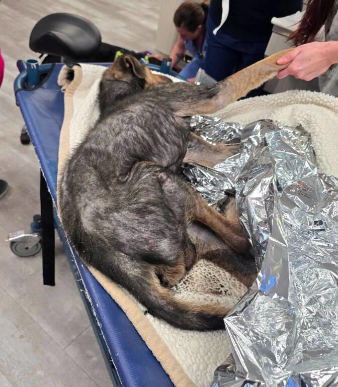 ‘Warrior’ dog who couldn’t move now does full-body wiggles when he’s happy