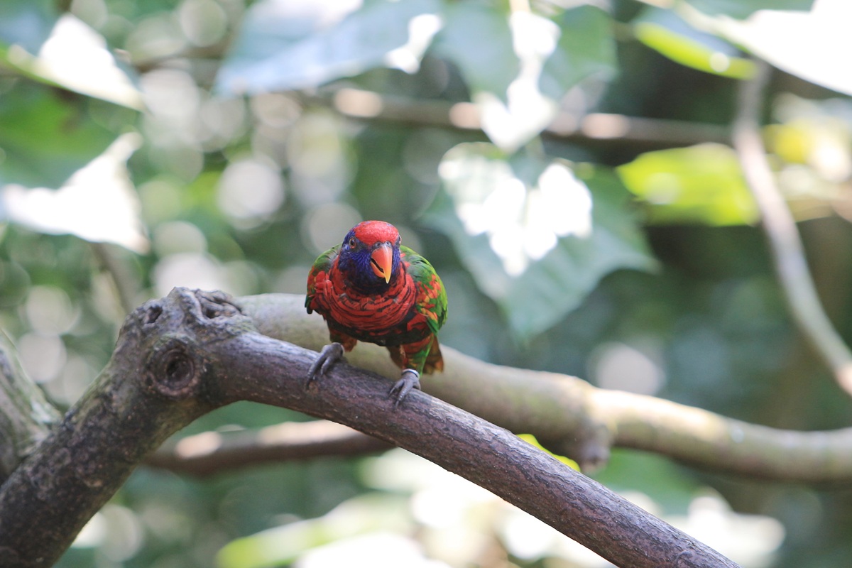Zoo Leipzig feiert langersehntes Wiedersehen! Doch es gibt einen Haken