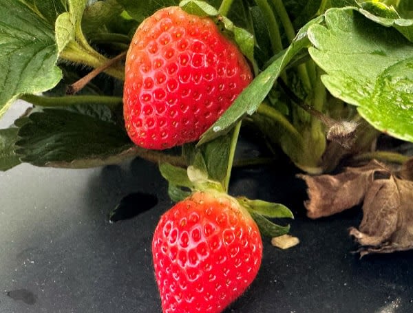 Florida braces for deep freeze as farmers scramble to save winter crops