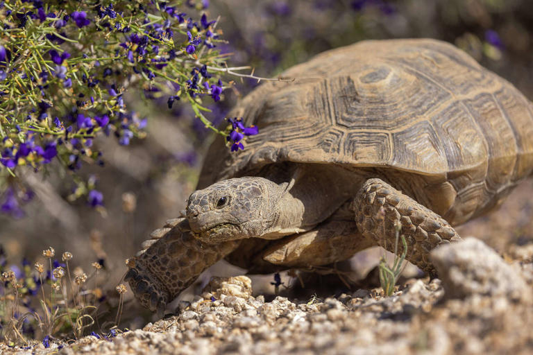 Over 2,200 miles of Calif. dirt roads closed to protect desert tortoise