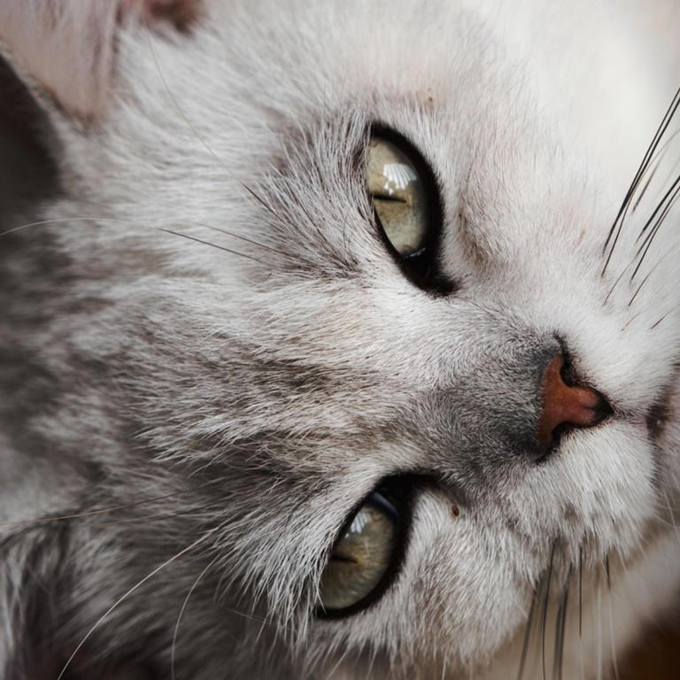 How High Can Your Cats IQ Really Be? What Experts Say About Feline ...