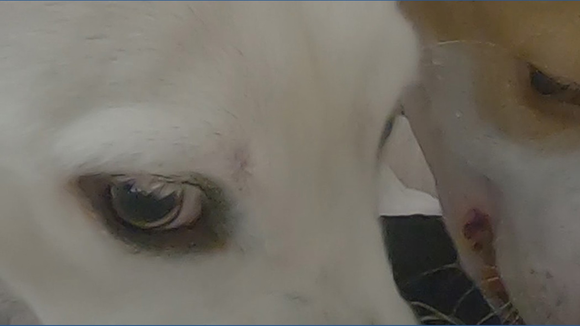 Meet the WNY rescue pups competing in this year's Puppy Bowl