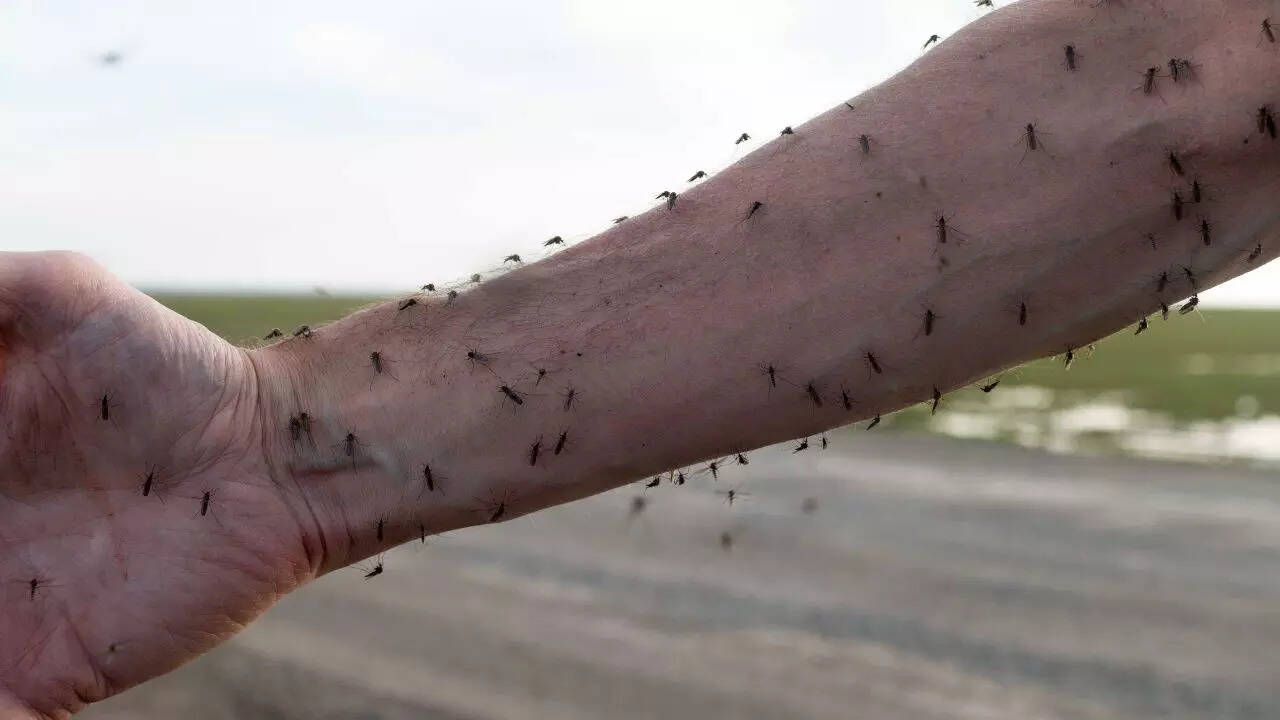 Mosquitoes now prefer to feed on humans instead of wildlife: Study ...