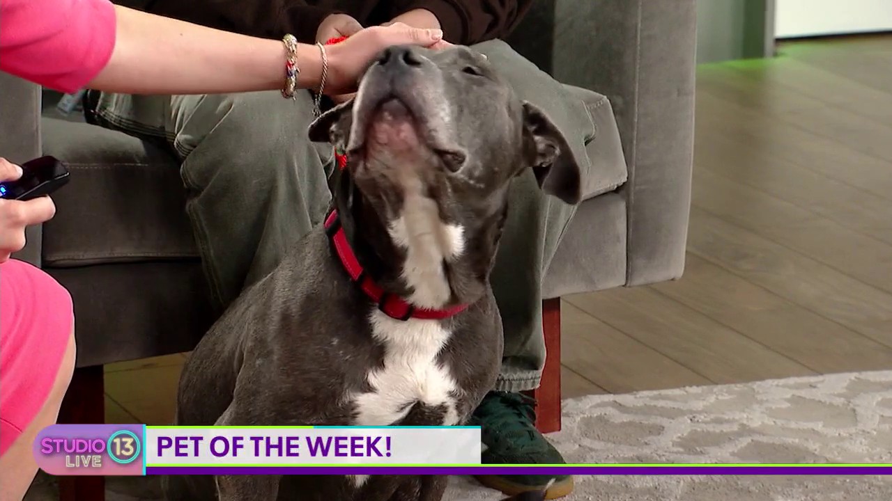 Human Society for Tacoma and Pierce County's Pet of the Week