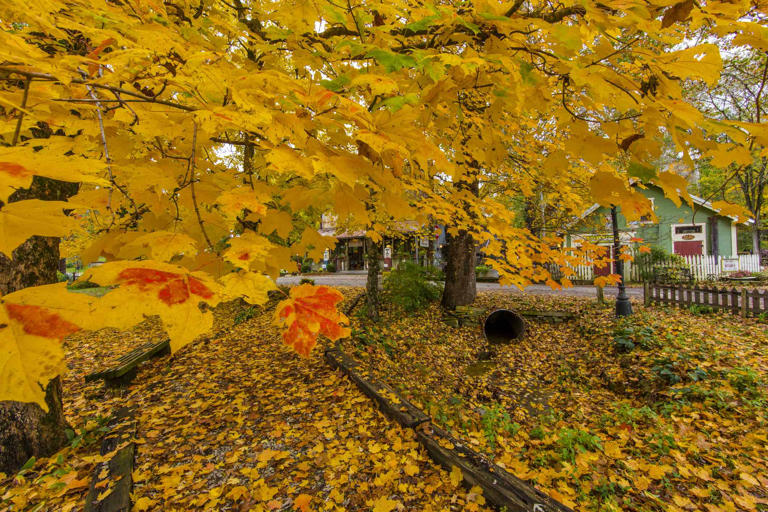 If your tree falls into your neighbor’s yard, who actually cleans it up ...