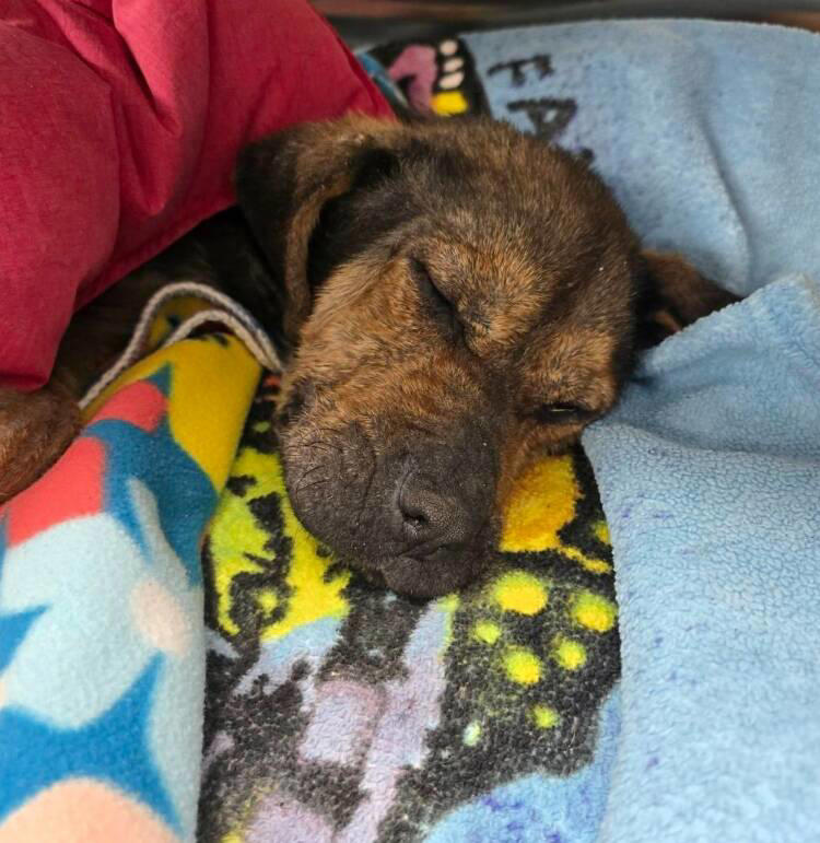 ‘Warrior’ dog who couldn’t move now does full-body wiggles when he’s happy