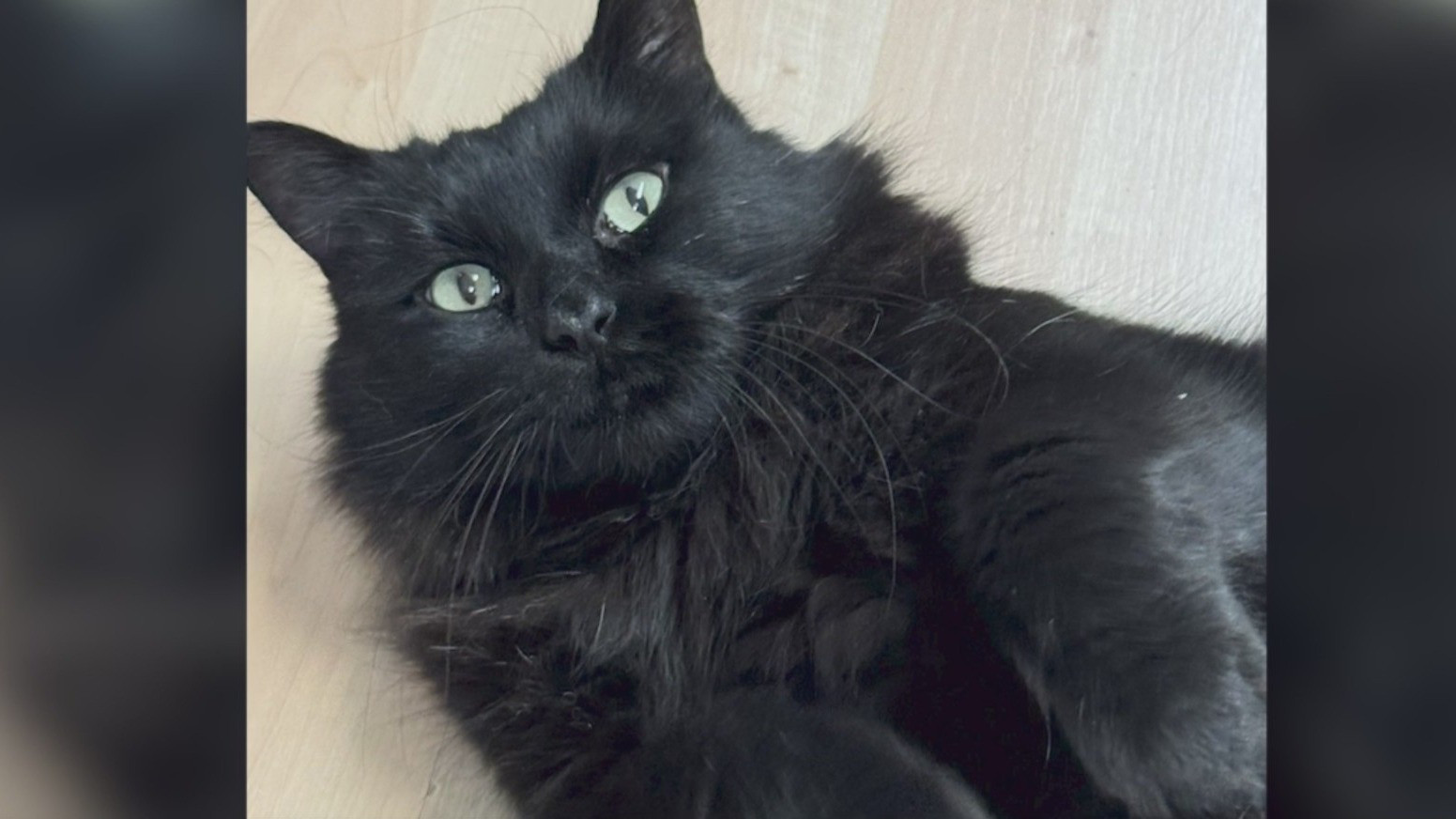 Cat missing for 5 years found in Mount Airy, returned to Florida family
