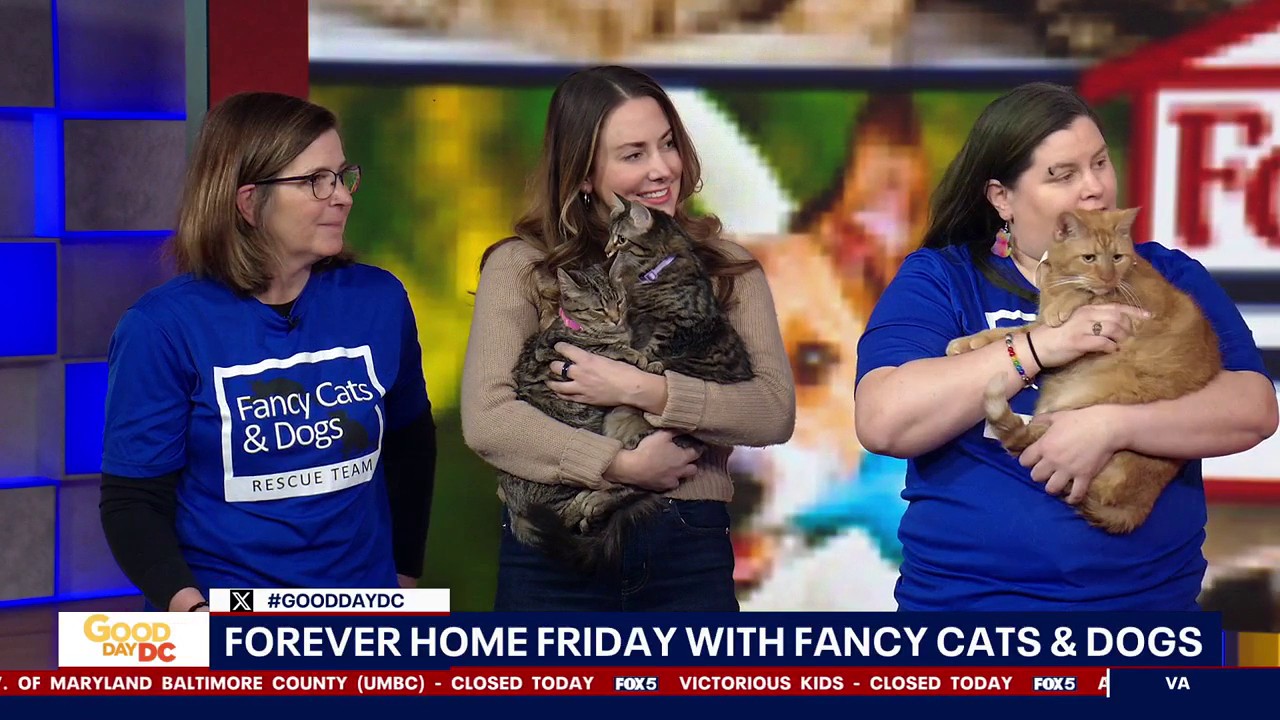 Forever home Friday with Fancy Cats & Dogs Rescue Team