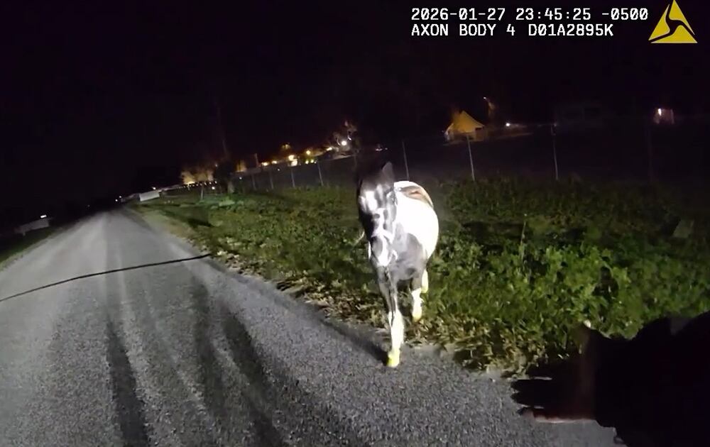 Miniature horse safely returned to owner after late-night trot in Ruskin