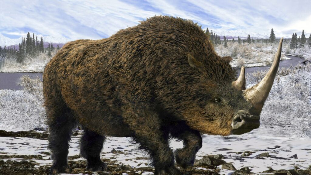 Scientists extract Ice Age DNA from a rhino inside a wolf’s stomach