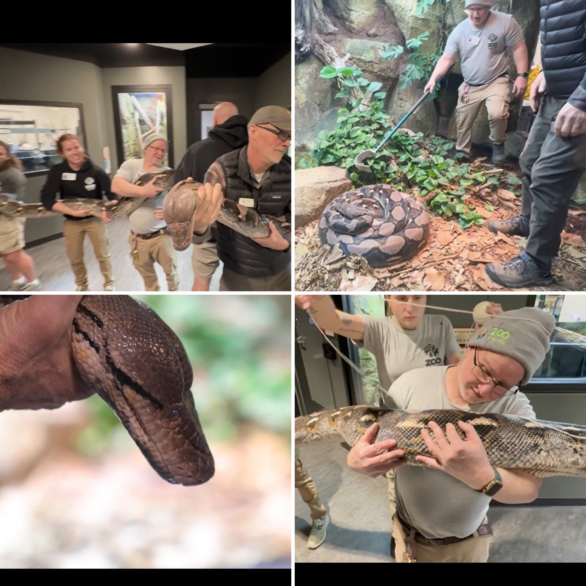 Massive python named Dolly undergoes rare health evaluation at Tennessee zoo