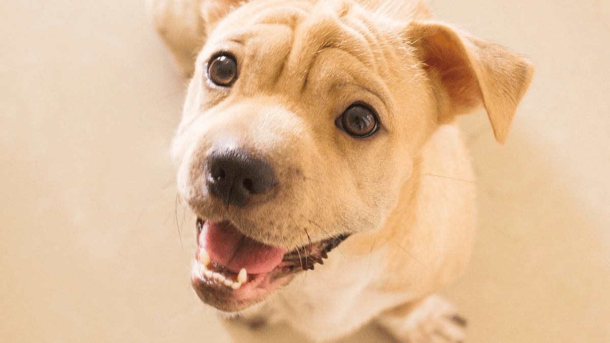 11 physical and behavioral signs that show your dog is getting old
