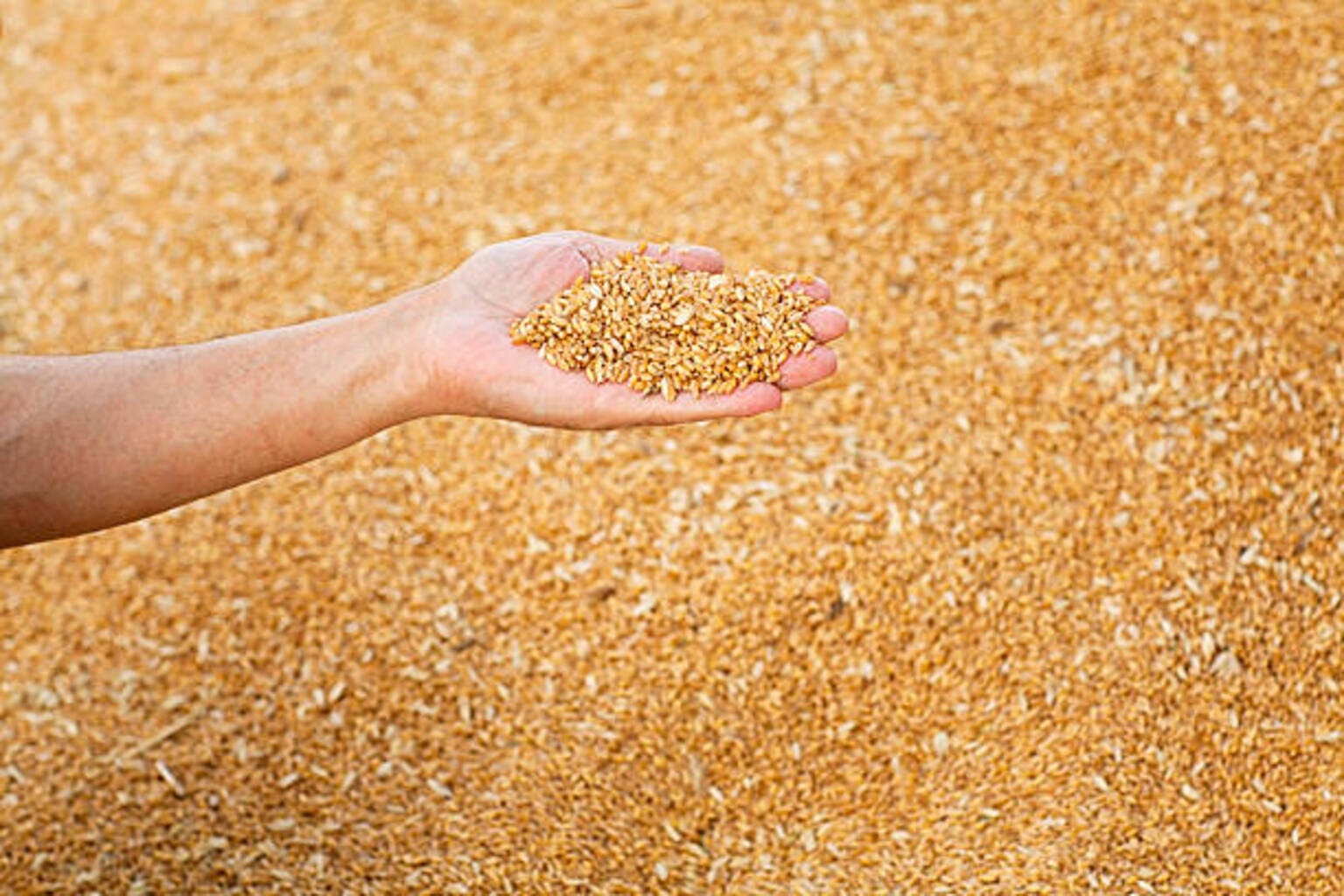 Early 2026 grains gains may be limited by ample global supplies, BMI ...