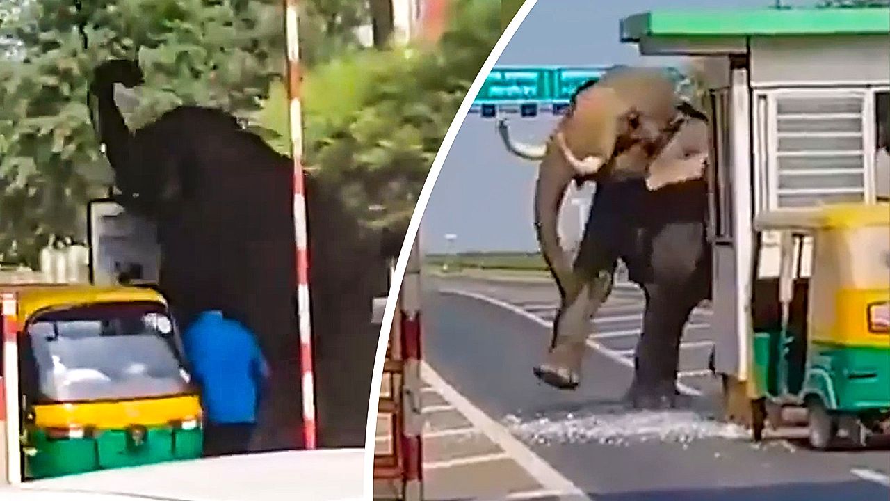 Chaos on the highway: Elephant demolishes toll booth