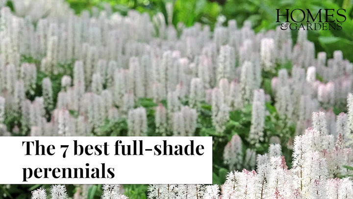Shade loving perennials