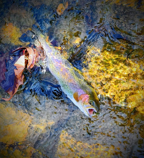 Big ol’ fish: Jan. 23, 2026