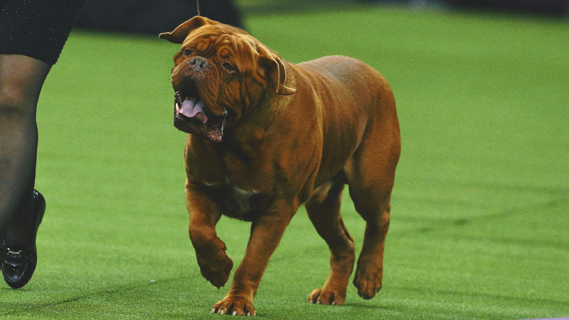 The Westminster Dog Show turns 150. Here's what has and hasn't changed ...