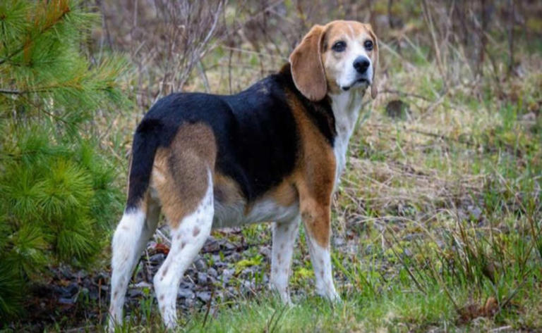 The dog memory debate is trending: 12 breeds owners say never forget a ...