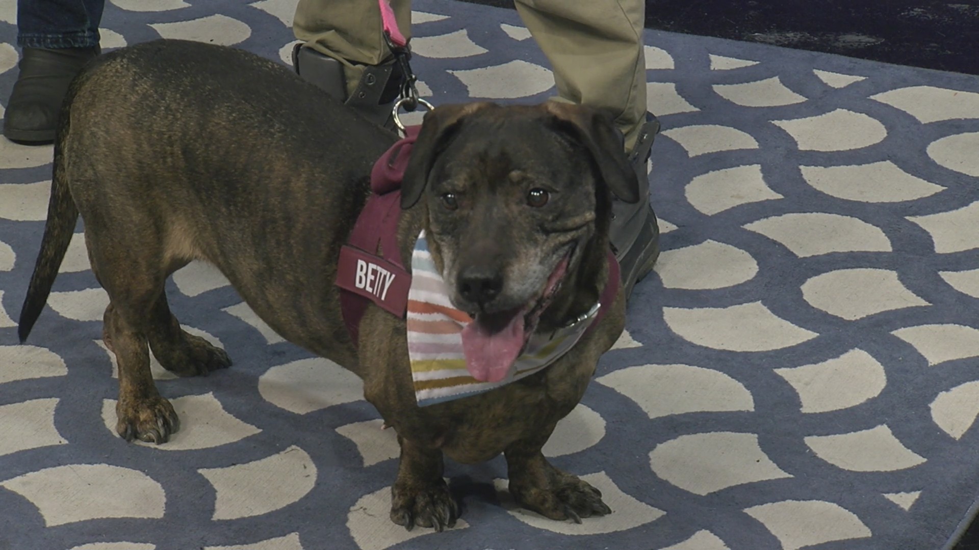 Adoptable pet of the week: Betty