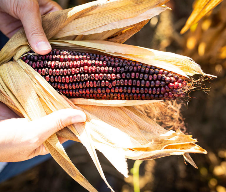 This revolutionary bourbon is made with near-extinct heirloom corn you ...