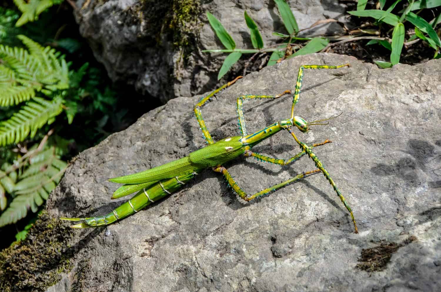 Rare, fragile, and expensive: Why some giant stick insects sell for ...