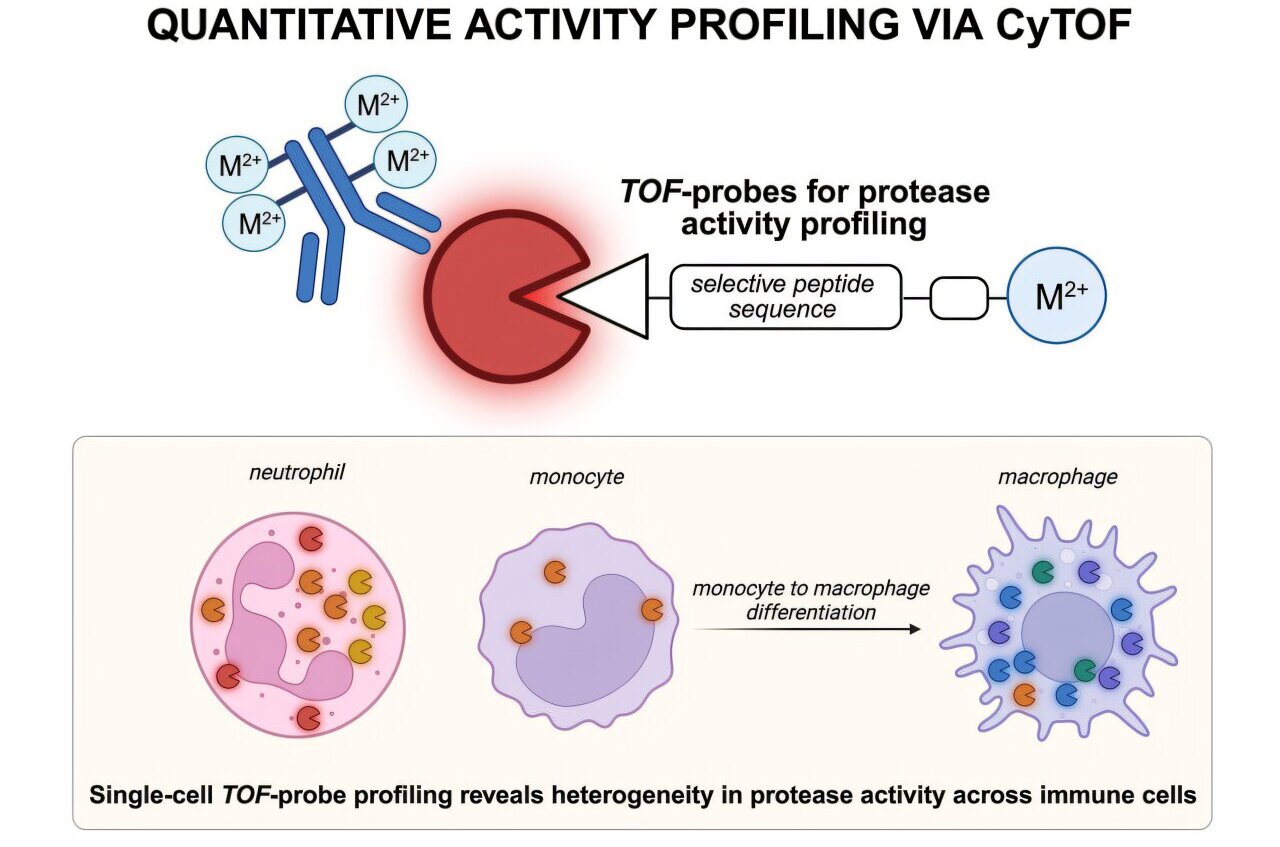 Metallic markers make direct measurement of protein activity possible