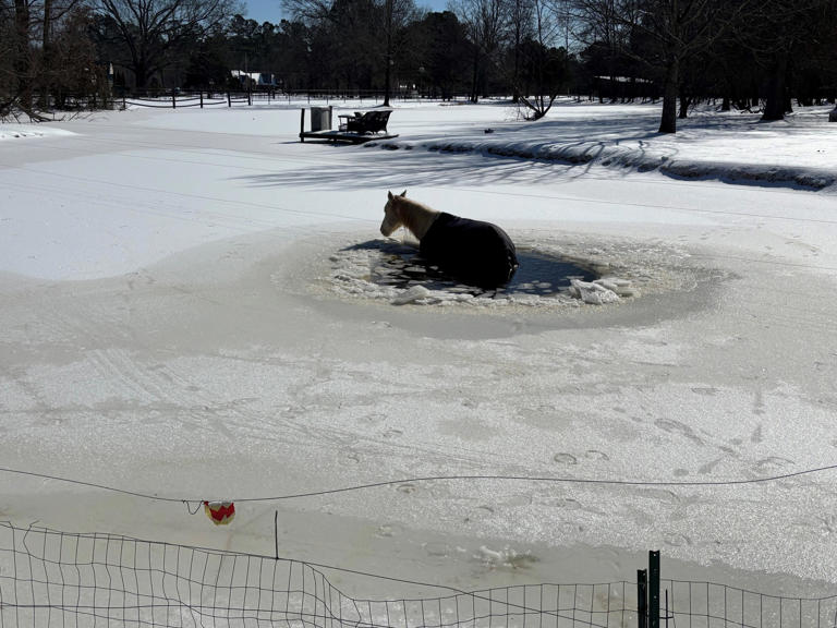 How Shelby County workers rescued blind horse in a frozen pond during ...