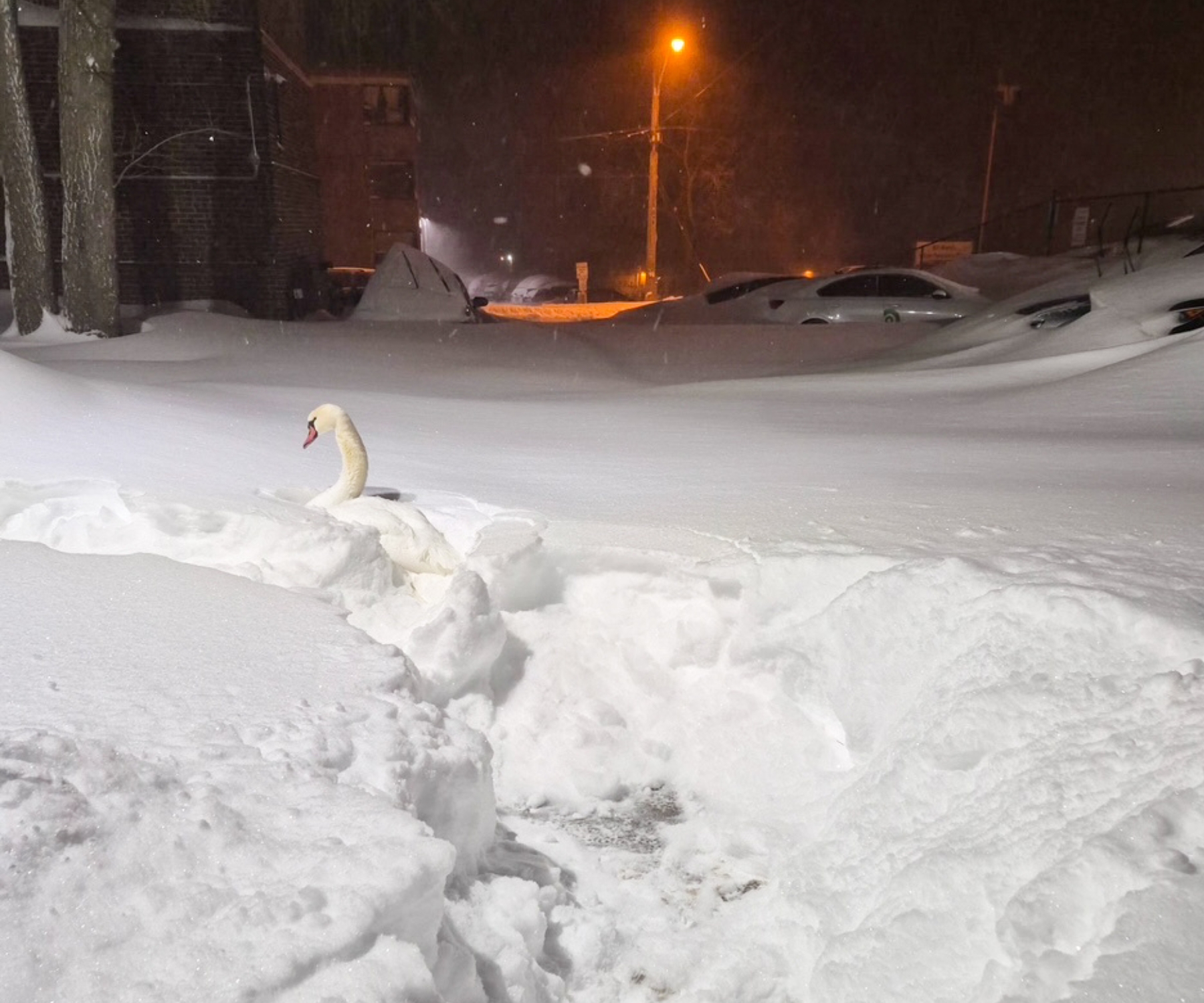 Toronto hits fifth snowiest year on record — with more snow possible