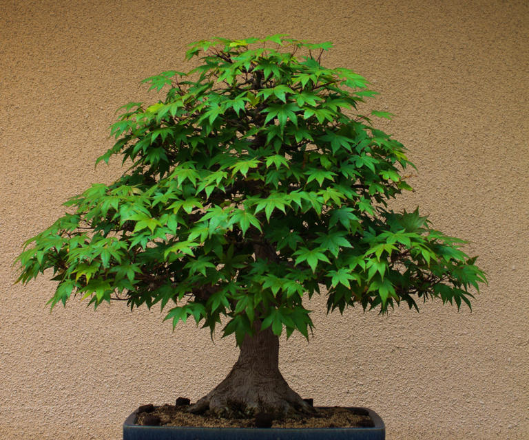 Where to place a bonsai tree to bring balance and abundance to your home