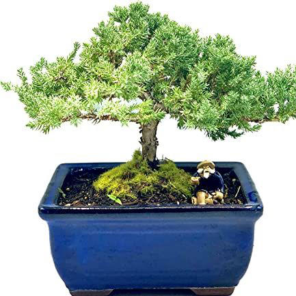 Where to place a bonsai tree to bring balance and abundance to your home