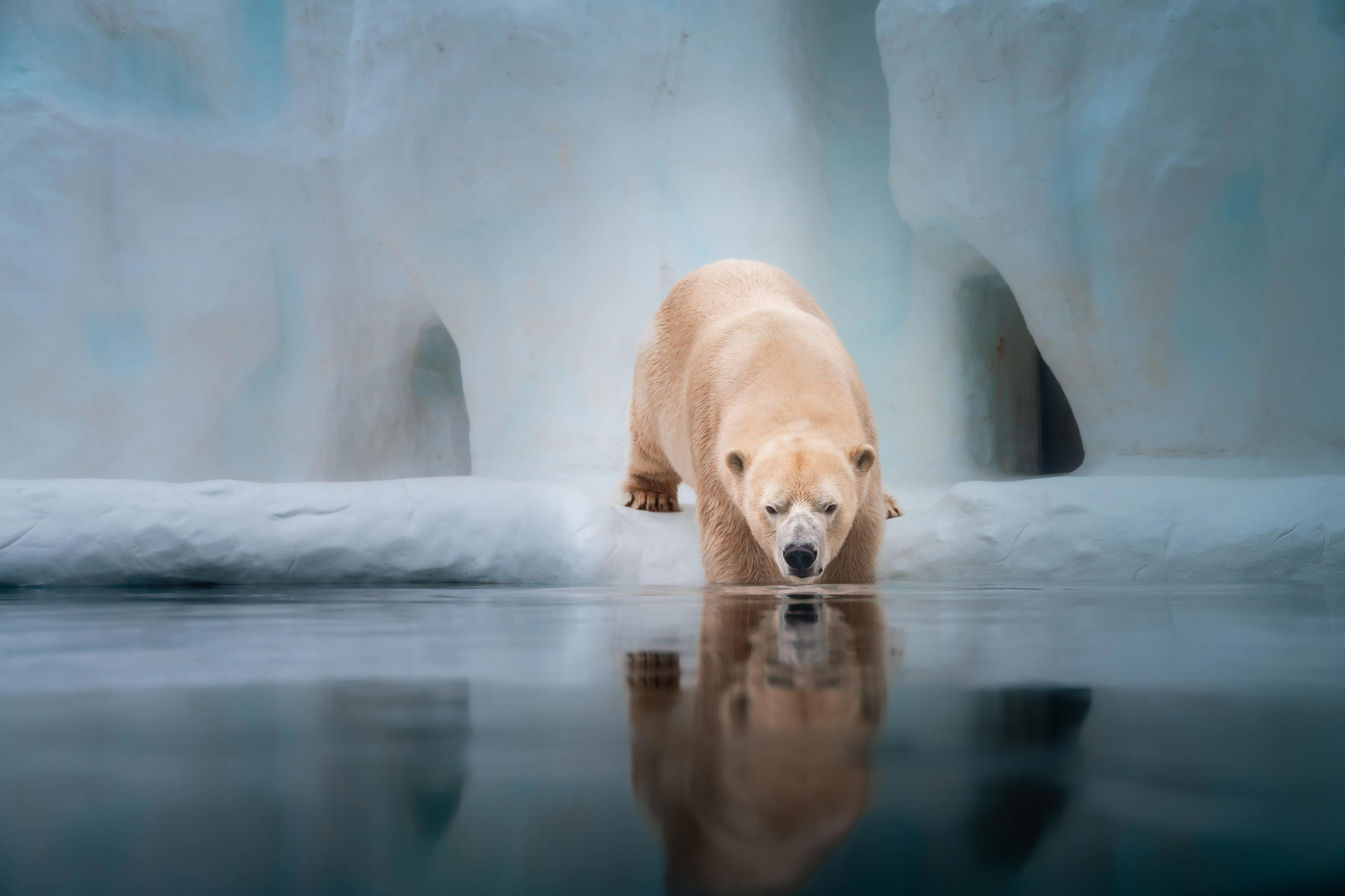 Detroit Zoo welcomes new polar bear in planned swap with Toledo Zoo