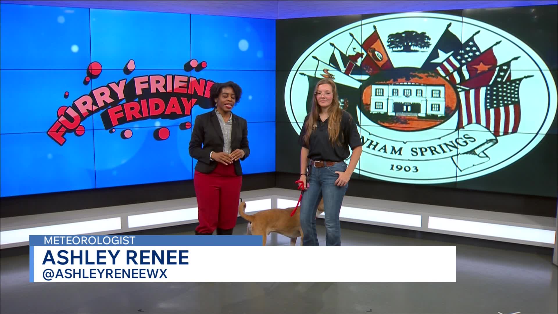 Furry friends Friday - Meet Gibbs