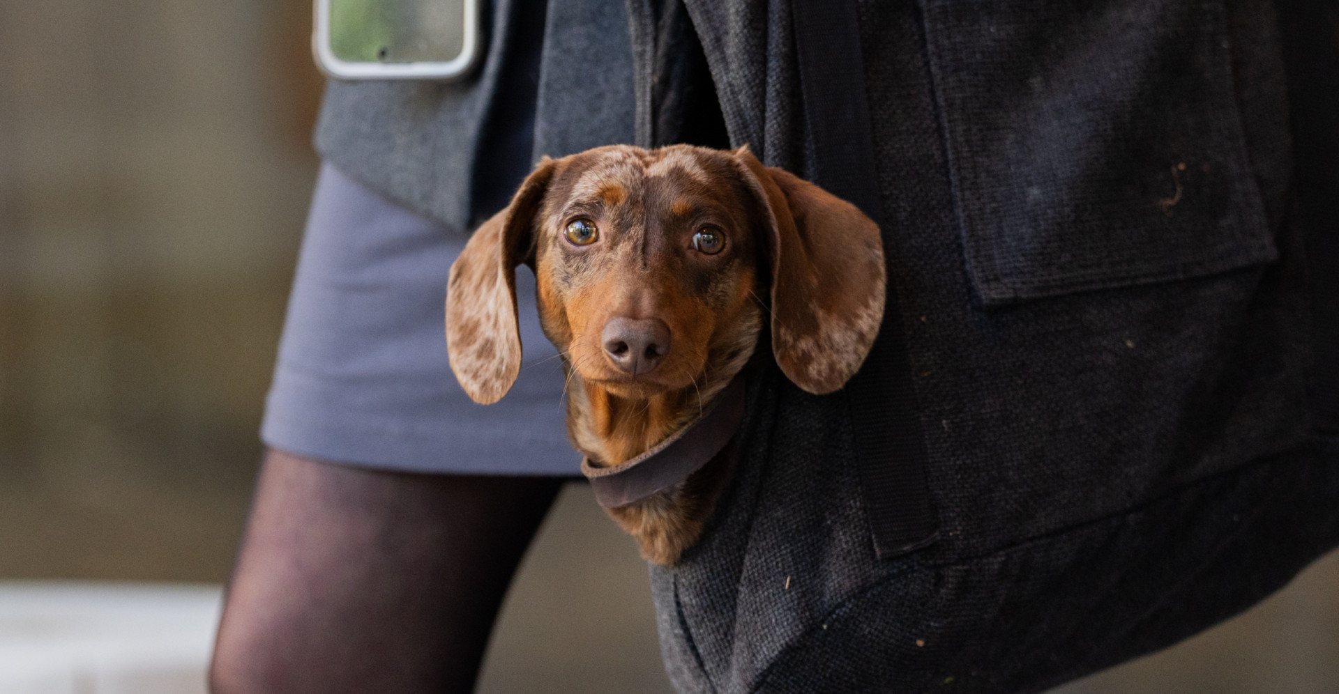 O que a raça do seu cachorro revela sobre a sua personalidade
