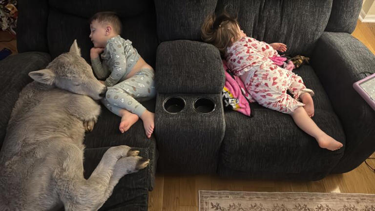 Newborn calf struggling in deep freeze brought indoors to curl up on couch