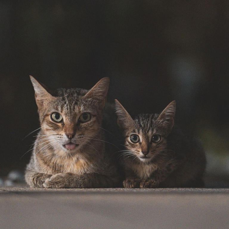 How High Can Your Cats IQ Really Be? What Experts Say About Feline ...