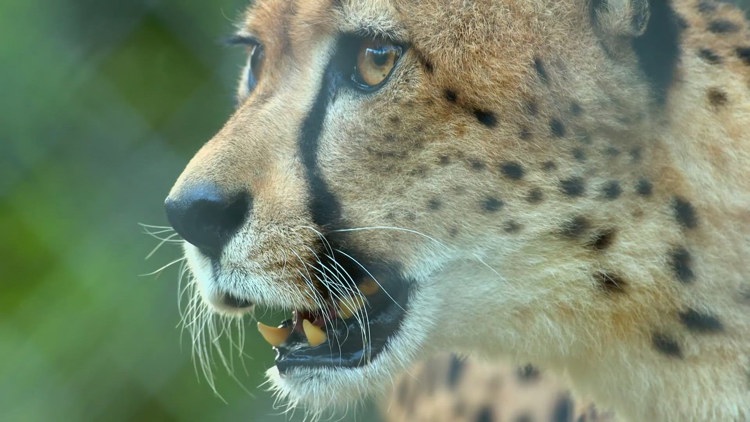Exploring the Caldwell Zoo: How X-ray training helps protect endangered ...