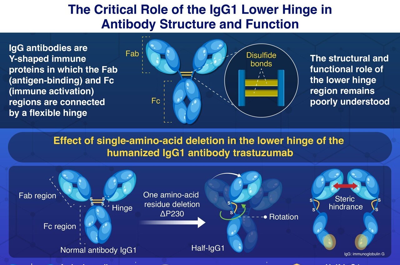 Immunoglobulin G's overlooked hinge turns out to be a structural ...