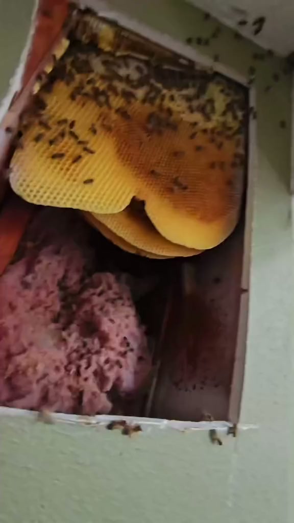 Massive hidden beehive discovered inside living room wall