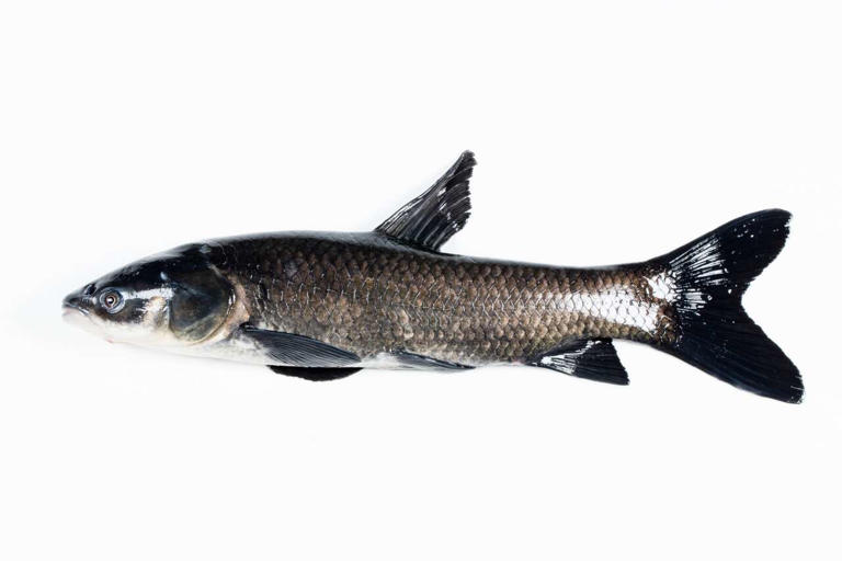 Texas will now pay anglers $100 to catch this invasive fish