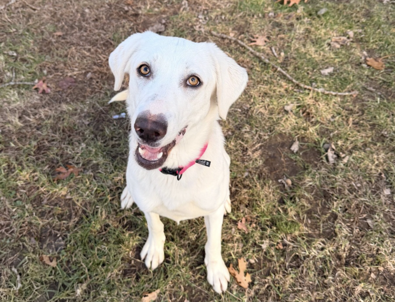 Meet Teka: The playful 1-year-old pup looking for a family who loves ...