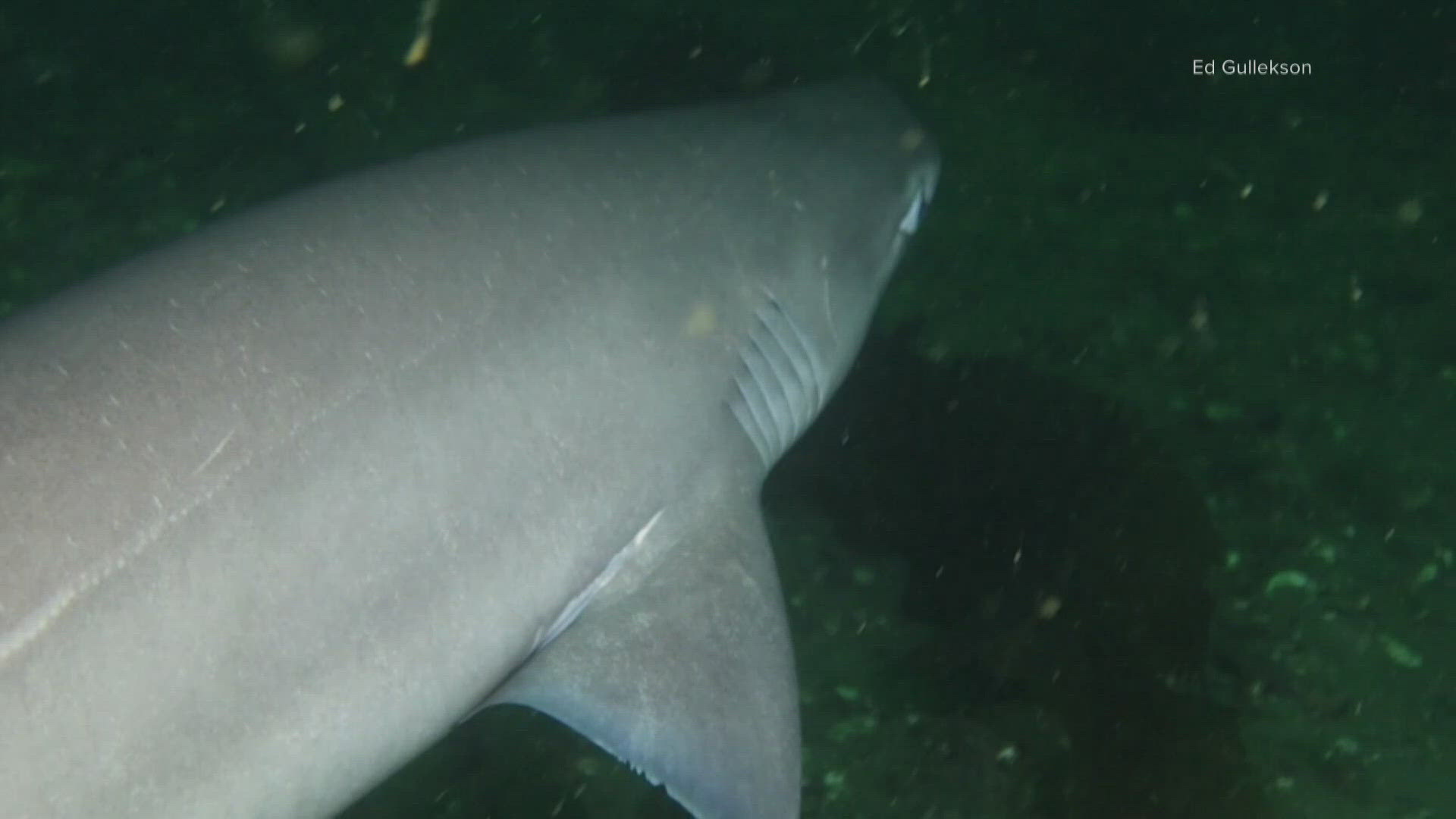 Washington could get official state shark