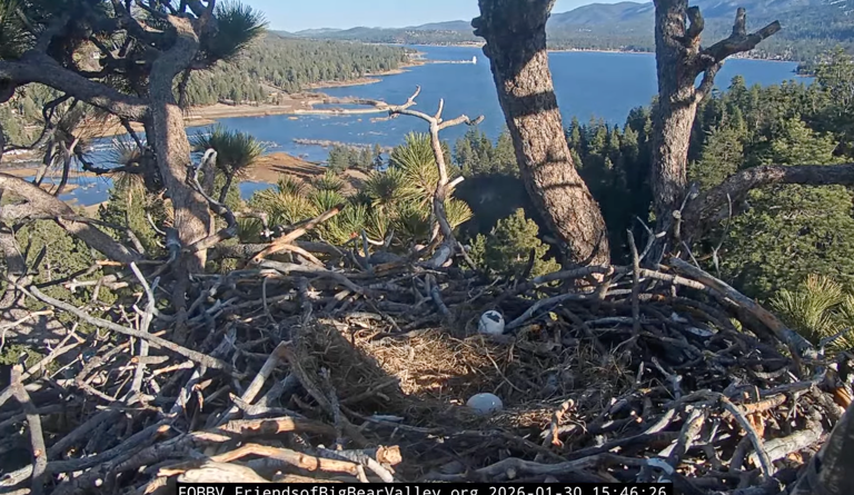 Big Bear bald eagle eggs eaten by raven as 20K keep watch on livestream