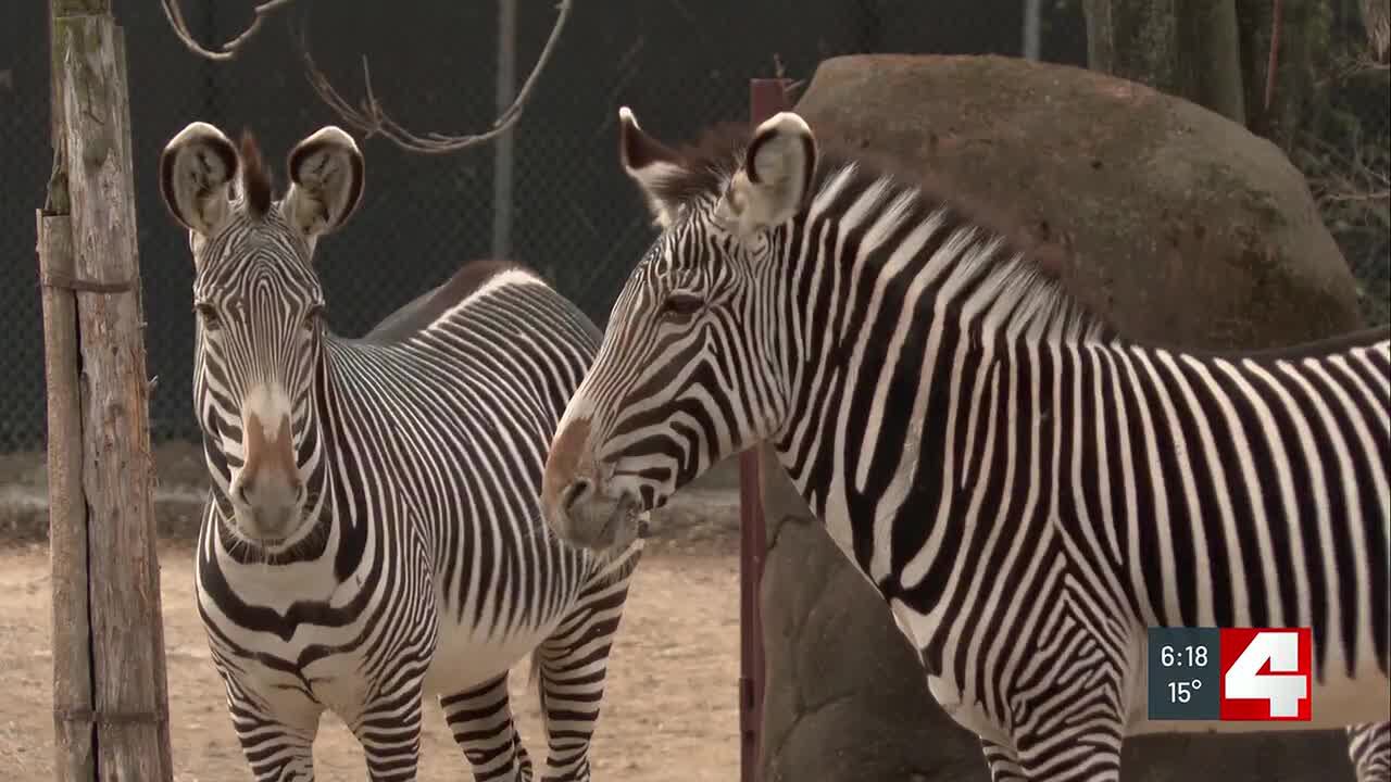 How the St. Louis Zoo handles animals in the brutal cold and winter weather