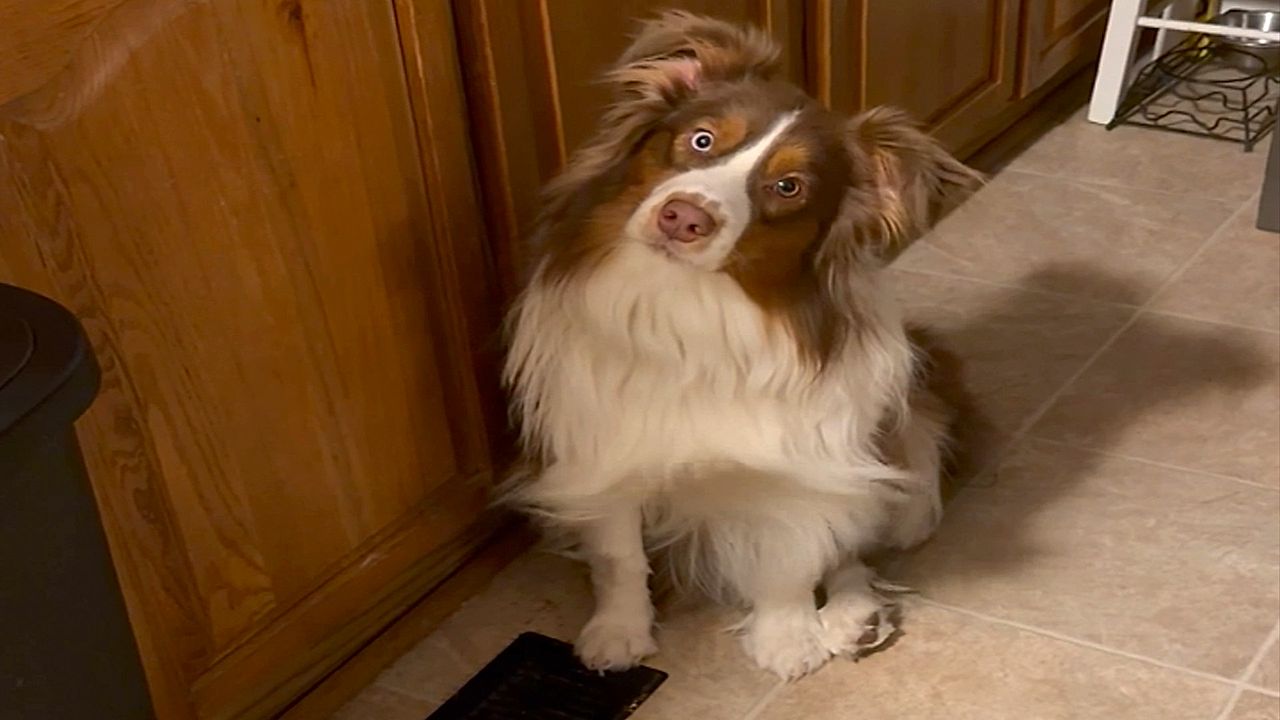 Australian shepherd doing its best Marilyn Monroe impression