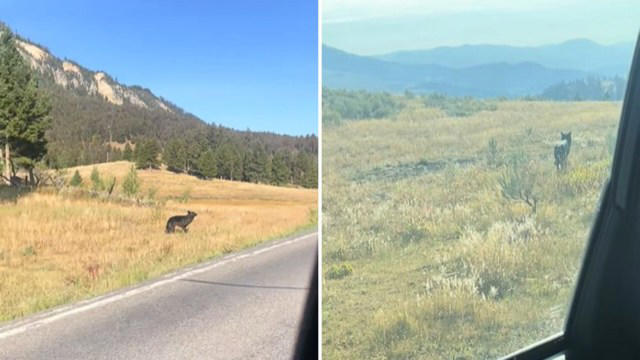Driver captures stunning video of wild predator trotting across roadway ...
