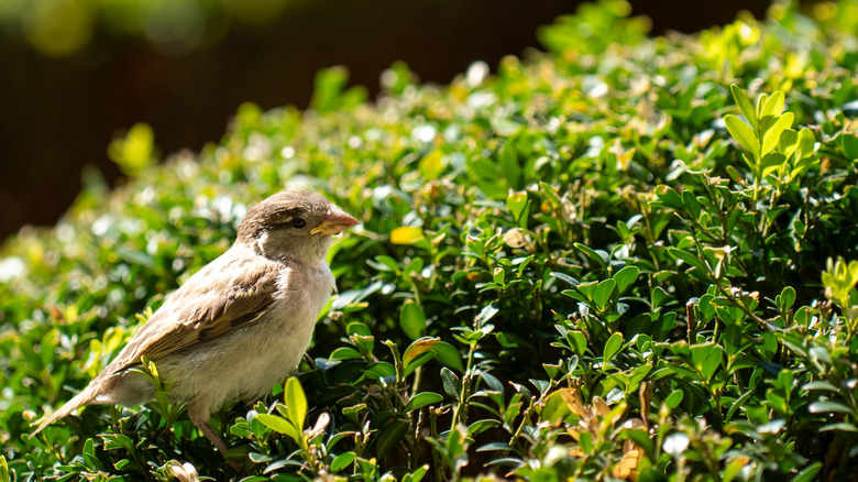 Sick of traditional hedges? This alternative creates privacy and ...